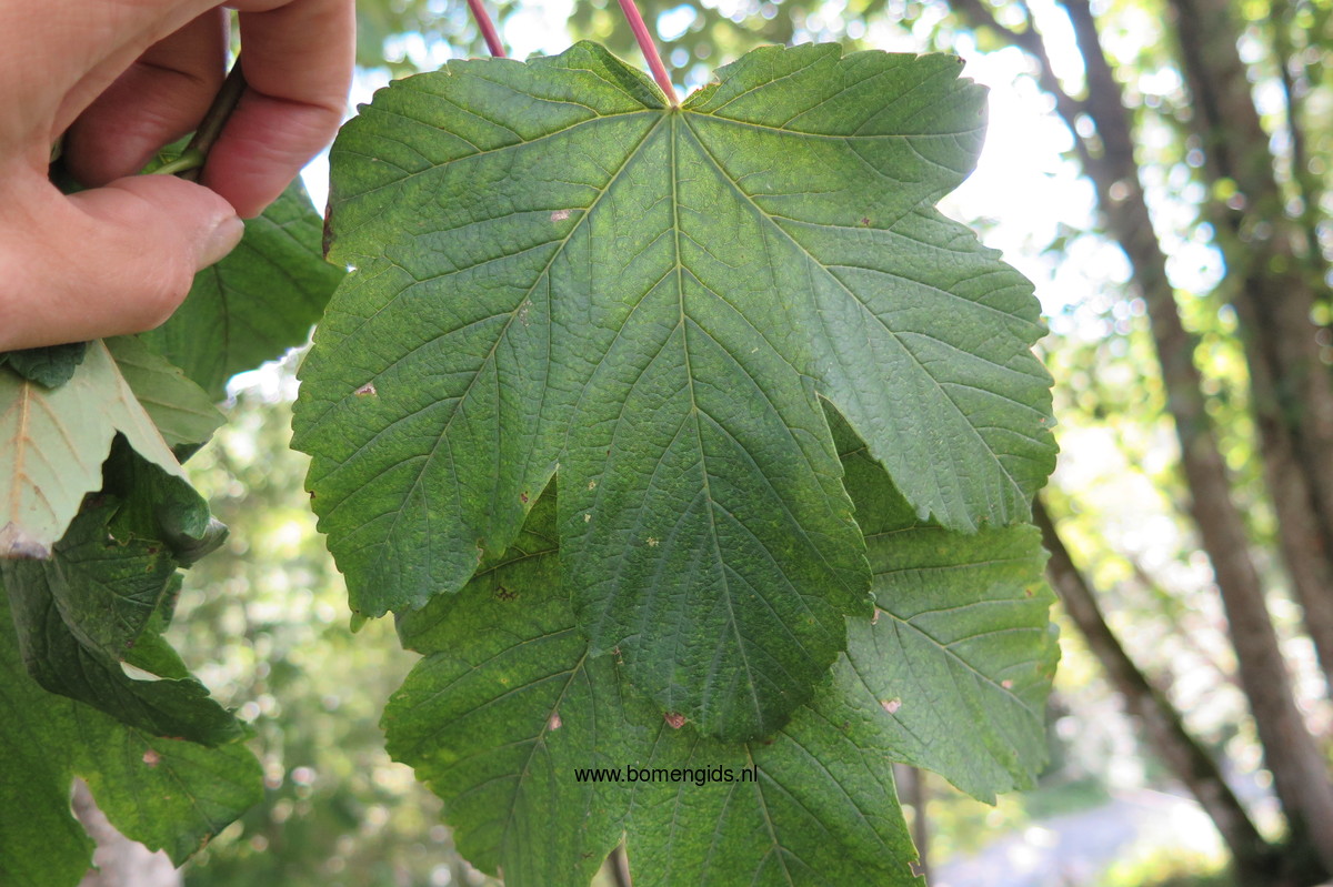 Herken de boomsoort NL: Italiaanse esdoorn; Latin: Acer opalus; UK: Italian maple; GE ...