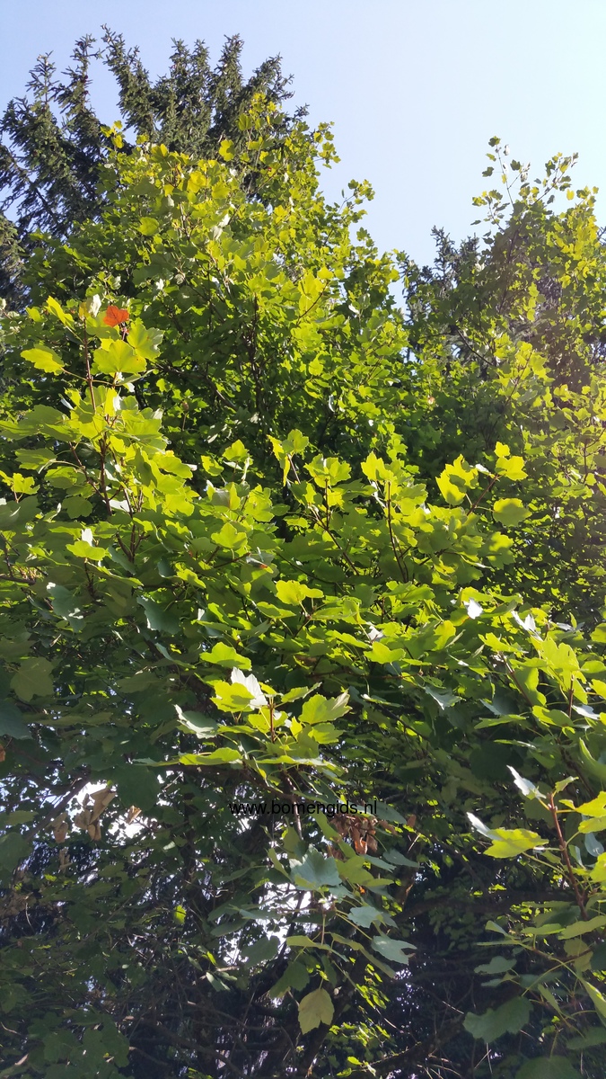 Herken de boomsoort NL: Italiaanse esdoorn; Latin: Acer opalus; UK ...