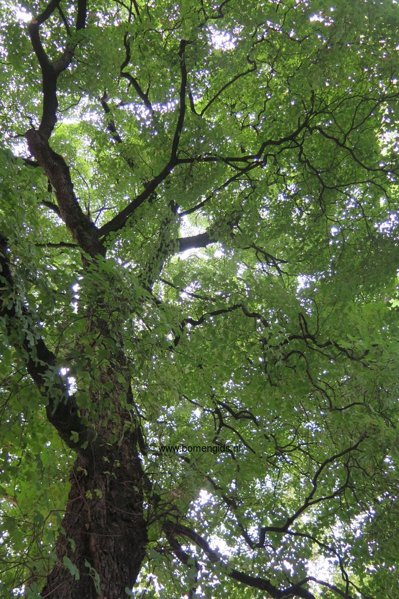 Herken de boomsoort NL: Italiaanse esdoorn; Latin: Acer opalus; UK ...