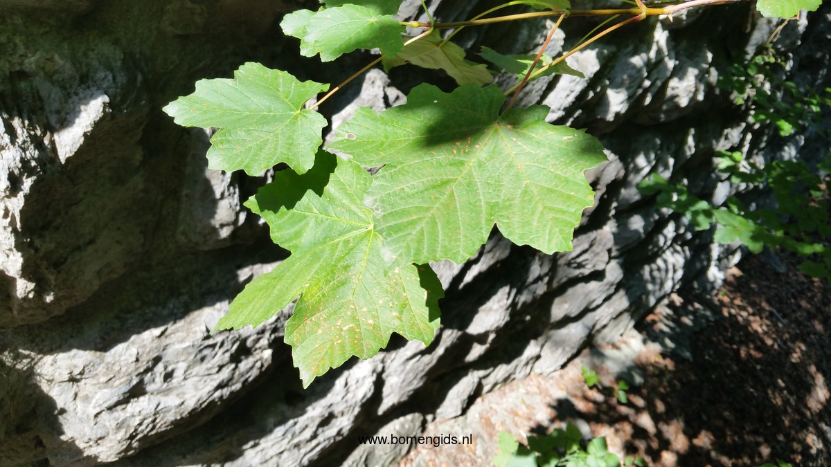 Herken de boomsoort NL: Italiaanse esdoorn; Latin: Acer opalus; UK ...