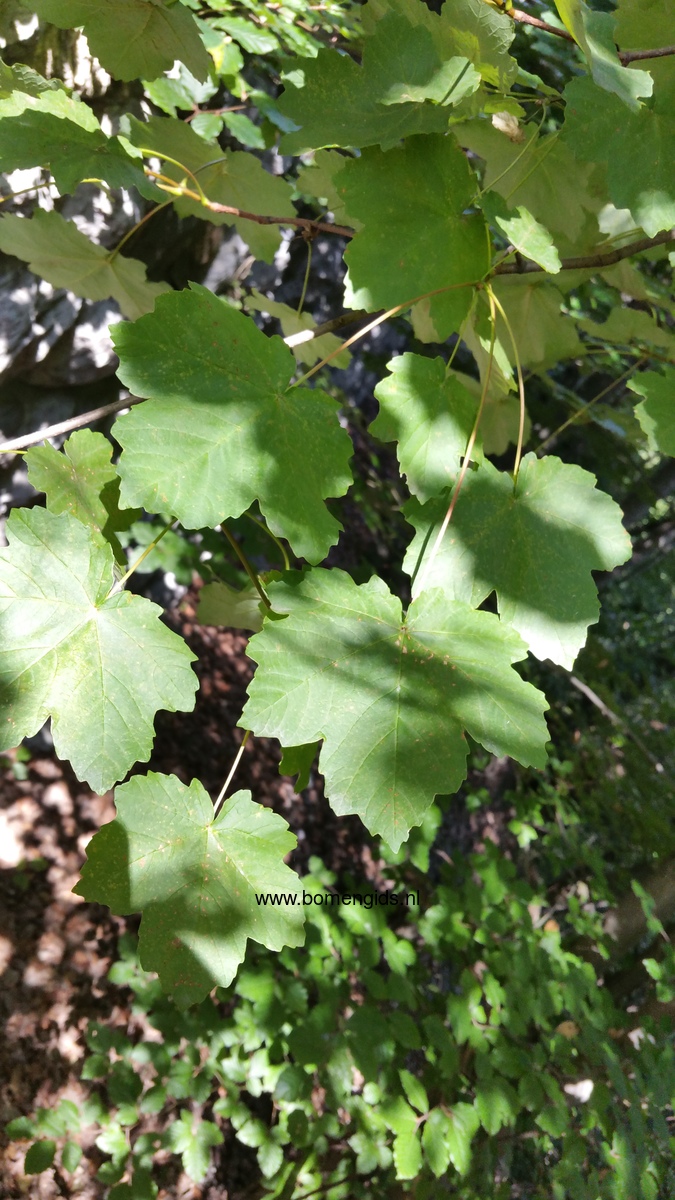Herken de boomsoort NL: Italiaanse esdoorn; Latin: Acer opalus; UK ...