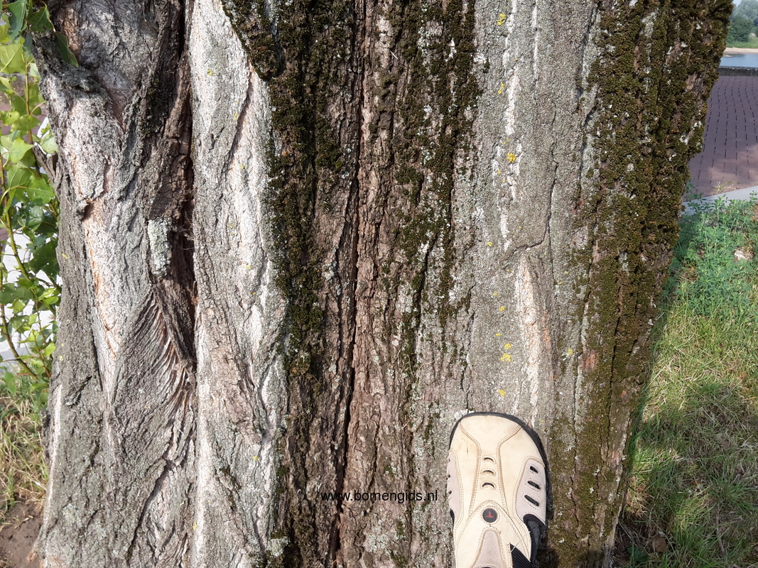 Boomsoorten die horen bij populierfamilie