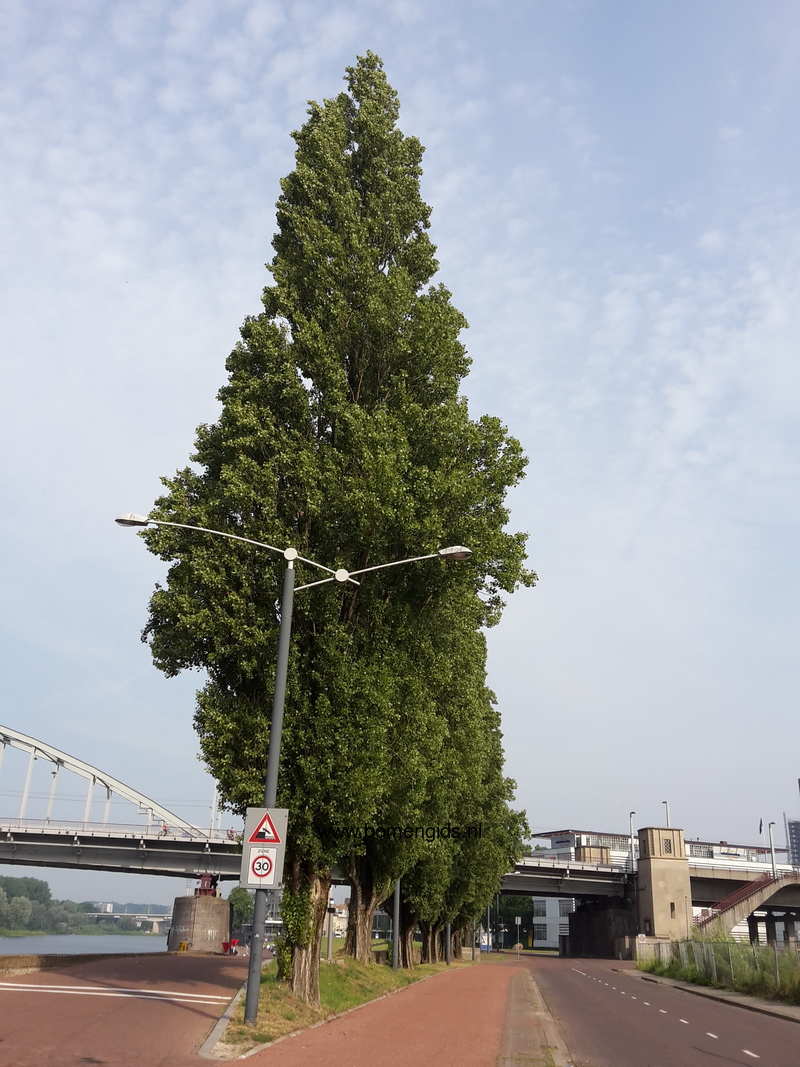 Boomsoorten die horen bij populierfamilie