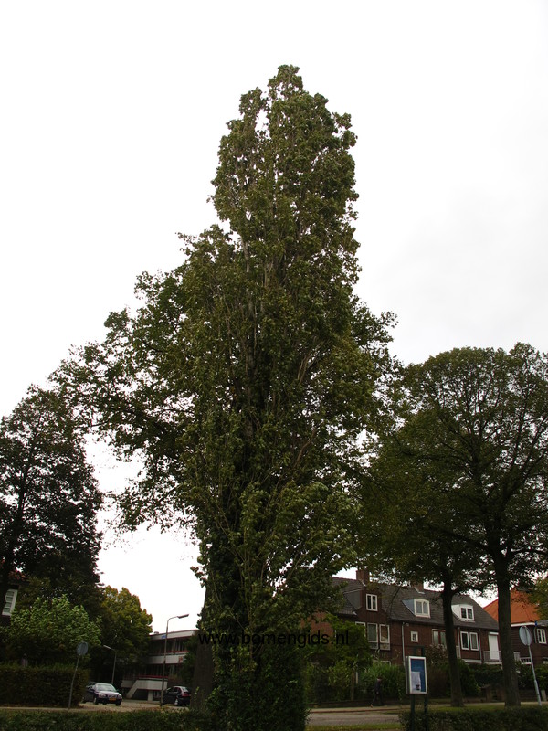 Herken de boomsoort NL: Italiaanse populier; Latin: Populus nigra; UK ...