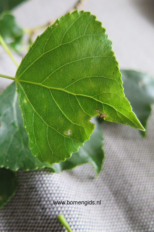 Herken de boomsoort NL: Italiaanse populier; Latin: Populus nigra; UK ...