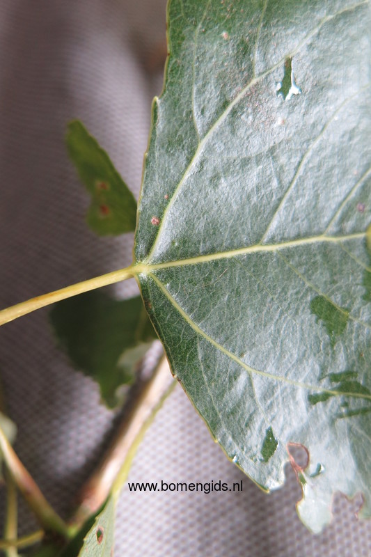 Herken de boomsoort NL: Italiaanse populier; Latin: Populus nigra; UK ...