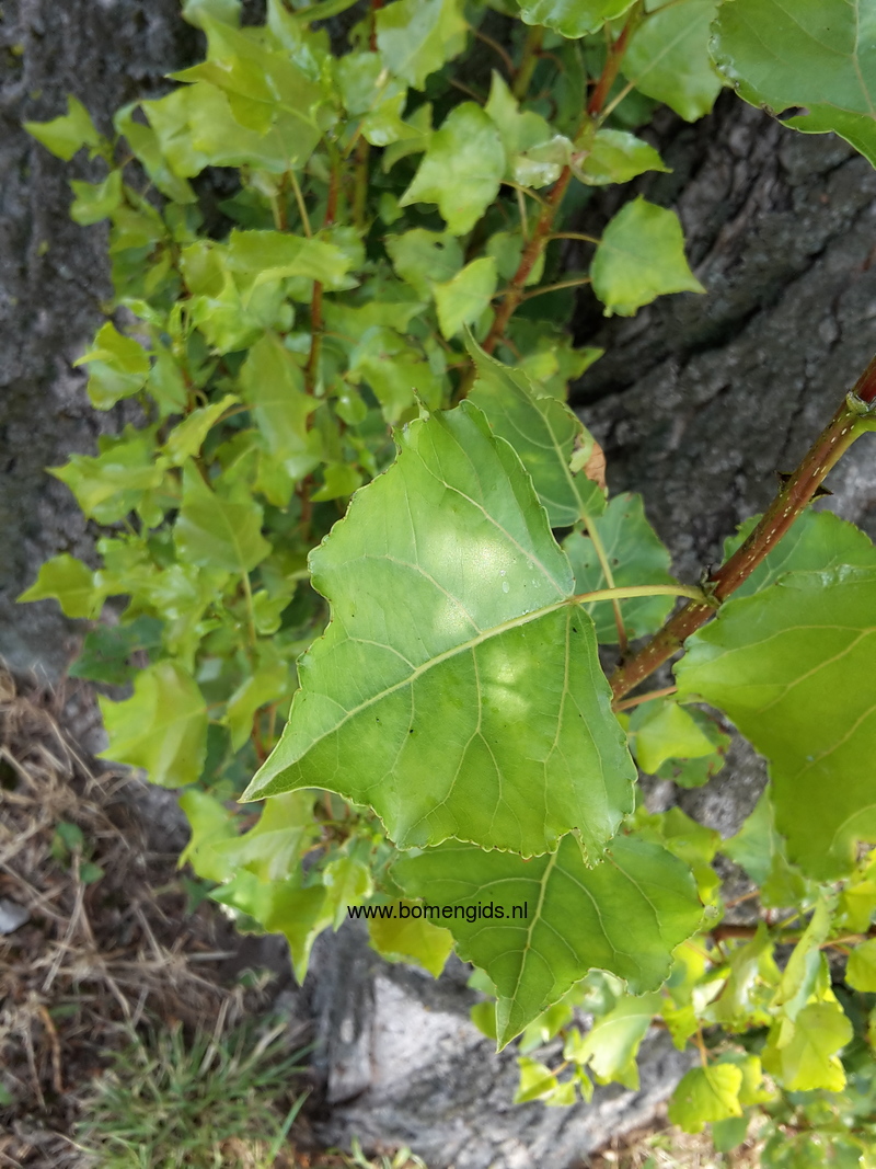 Herken de boomsoort NL: Italiaanse populier; Latin: Populus nigra; UK ...