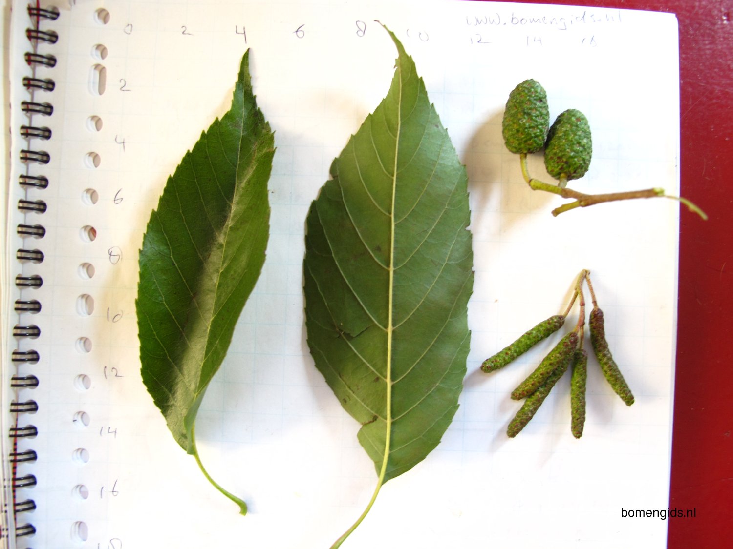 Herken de boomsoort NL: JapanseXKaukasische els; Latin: Alnus speathii ...