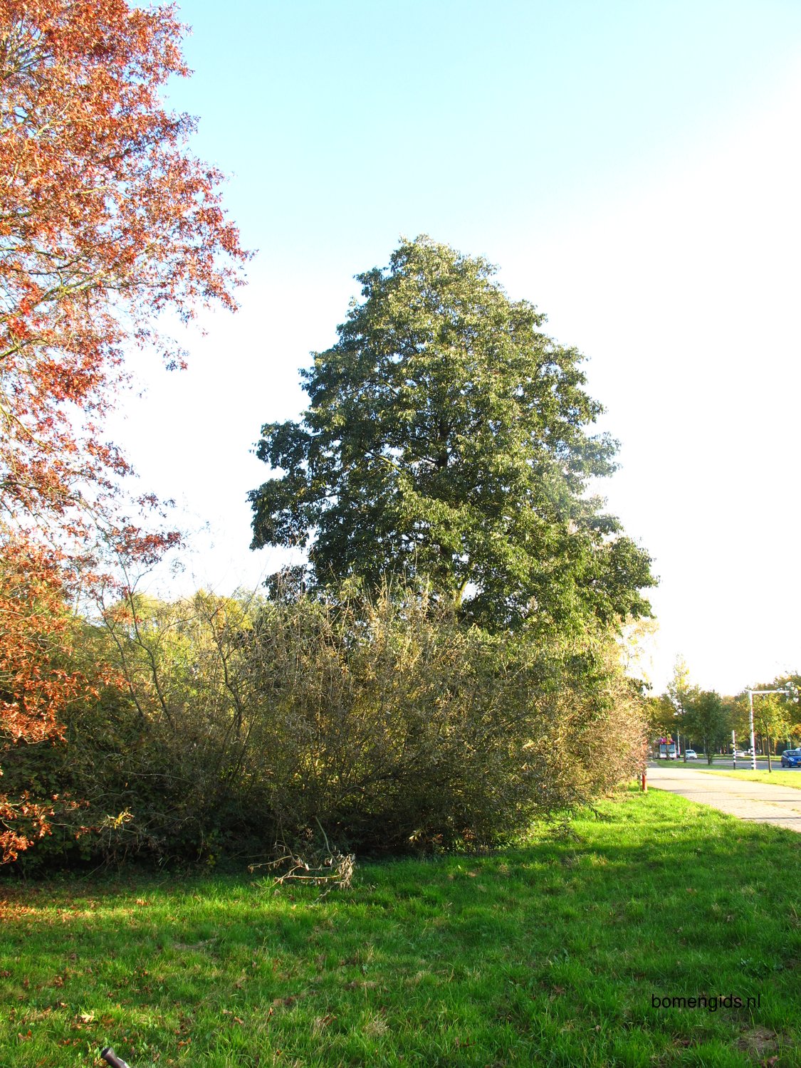 Herken de boomsoort NL: JapanseXKaukasische els; Latin: Alnus speathii ...