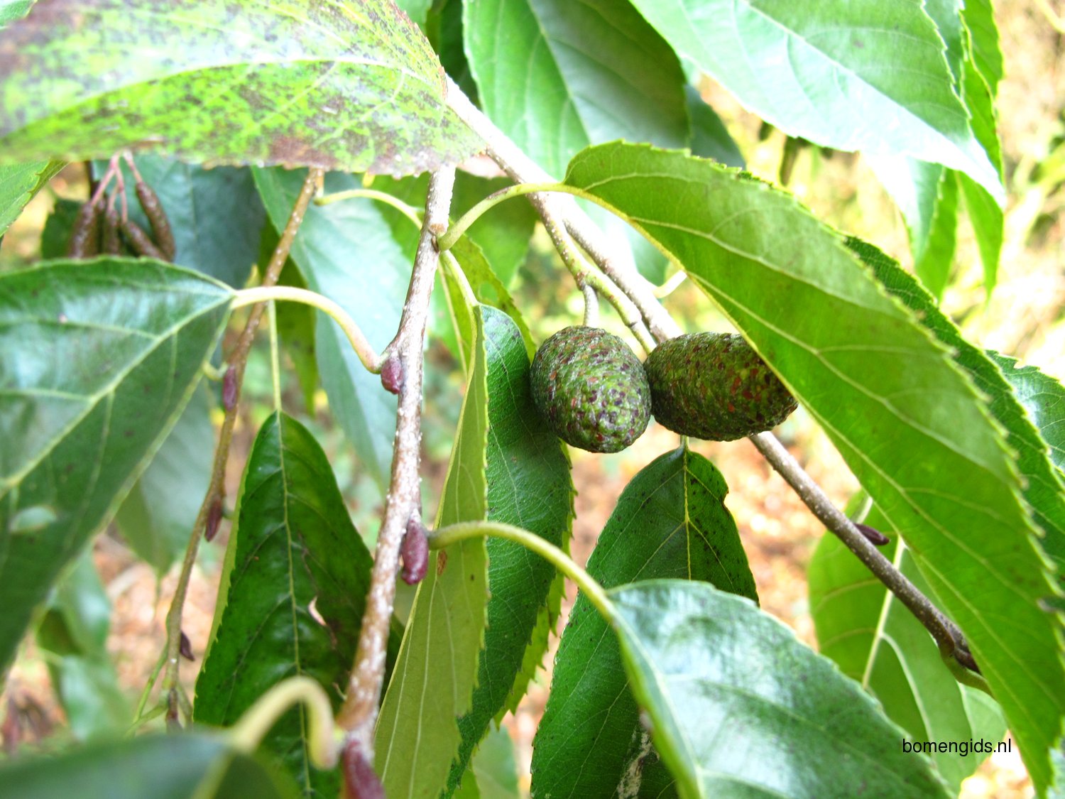 Herken de boomsoort NL: JapanseXKaukasische els; Latin: Alnus speathii ...