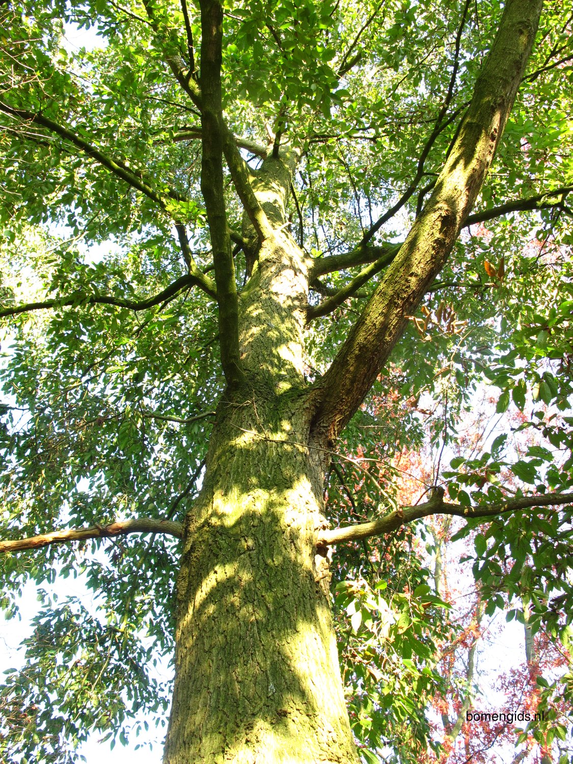 Herken de boomsoort NL: JapanseXKaukasische els; Latin: Alnus speathii ...