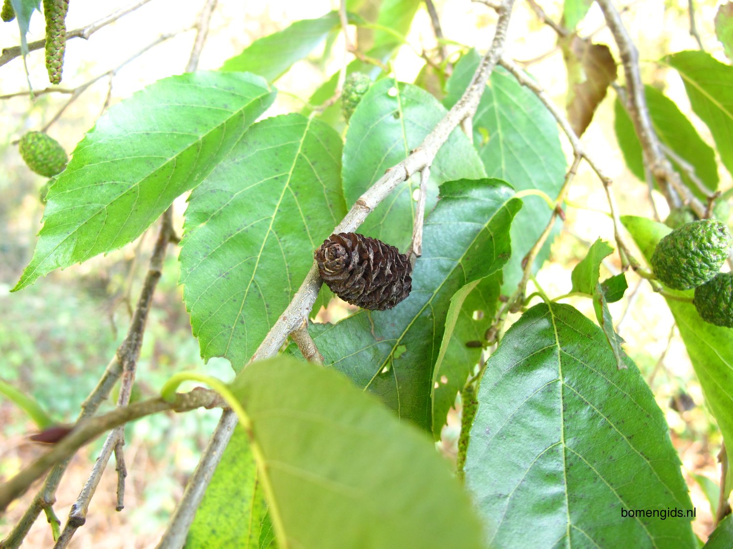 Herken de boomsoort NL: JapanseXKaukasische els; Latin: Alnus speathii ...