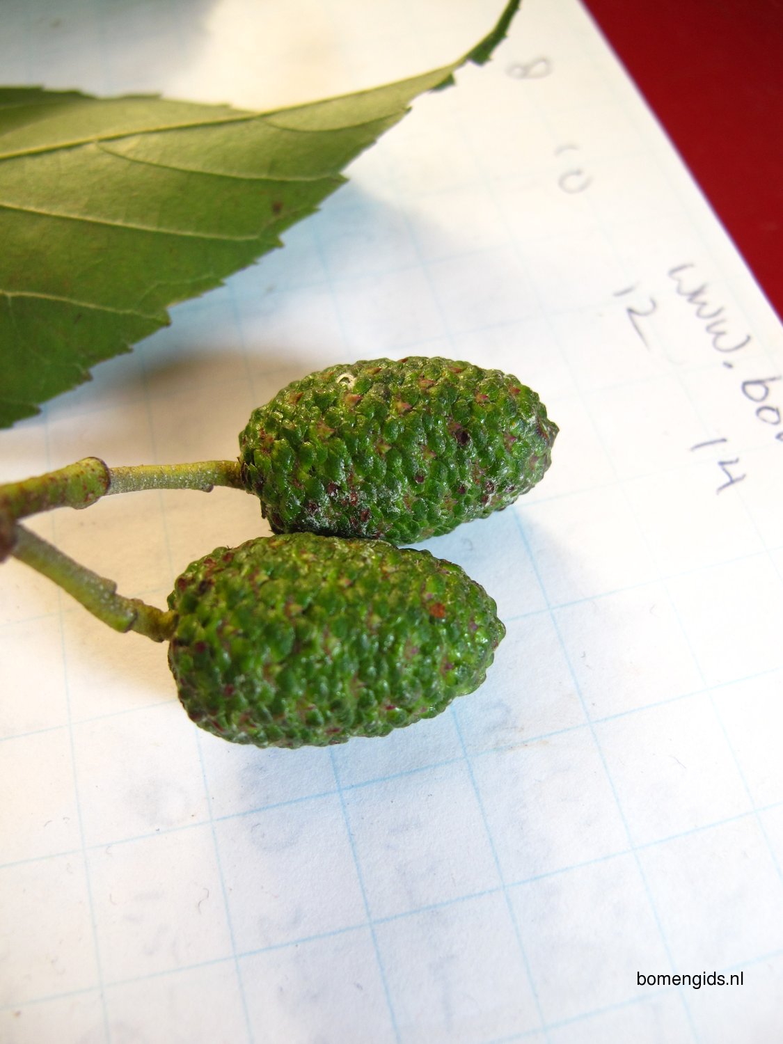 Herken de boomsoort NL: JapanseXKaukasische els; Latin: Alnus speathii ...