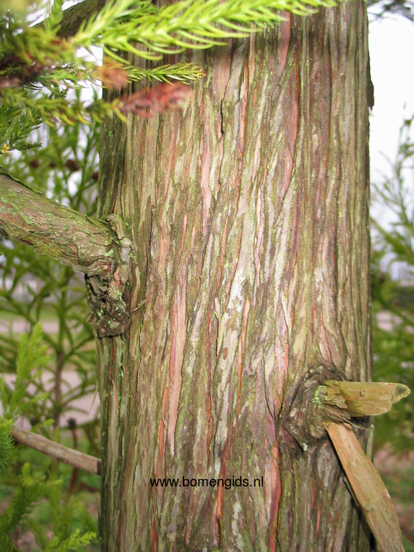 Herken de boomsoort NL: Japanse cypres; Latin: Cryptomeria japonica; UK ...