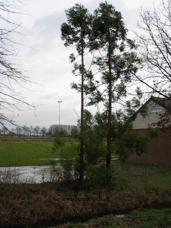 Boomsoorten die horen bij sequoias