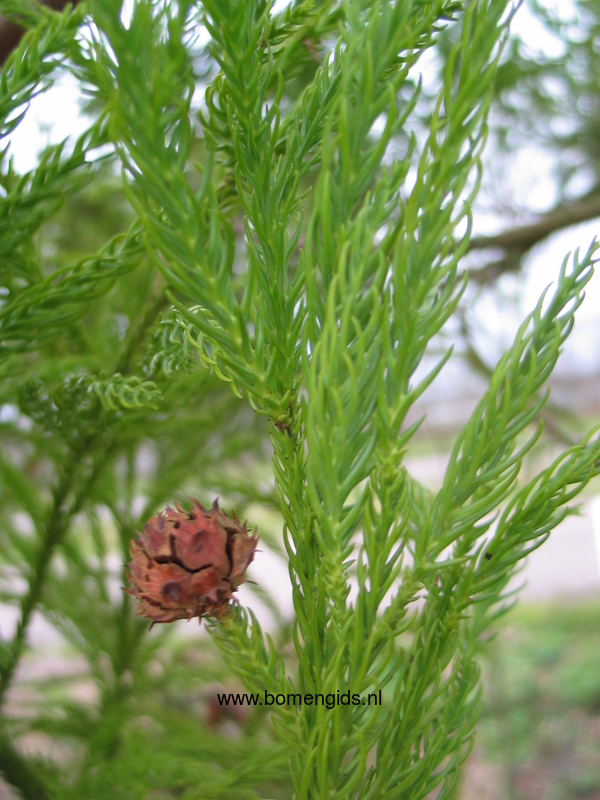 Herken de boomsoort NL: Japanse cypres; Latin: Cryptomeria japonica; UK ...