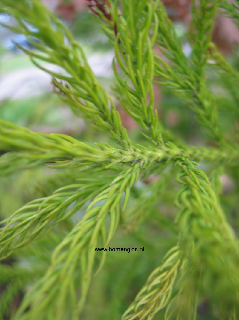 Herken de boomsoort NL: Japanse cypres; Latin: Cryptomeria japonica; UK ...