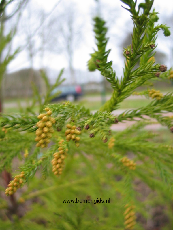 Herken de boomsoort NL: Japanse cypres; Latin: Cryptomeria japonica; UK ...
