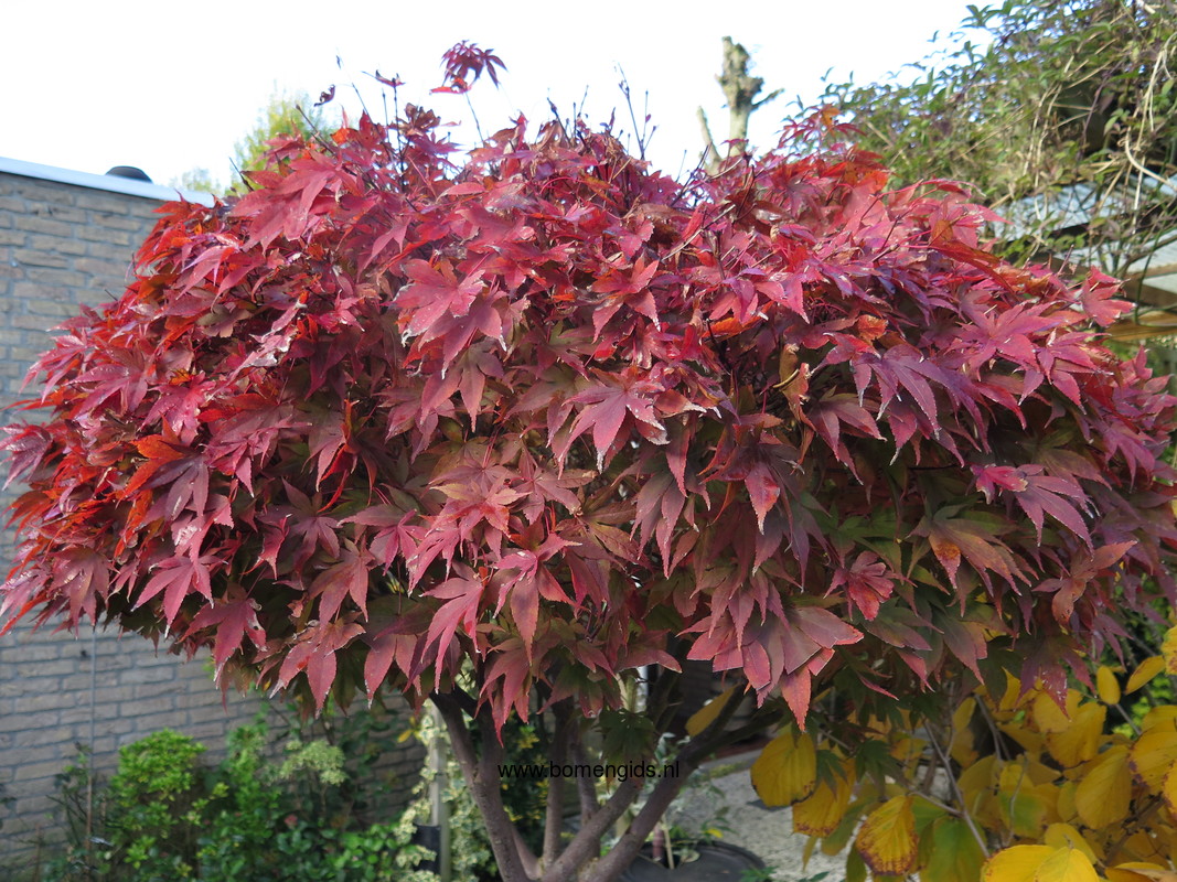 Herken de boomsoort NL: Japanse esdoorn; Latin: Acer palmatum; UK ...