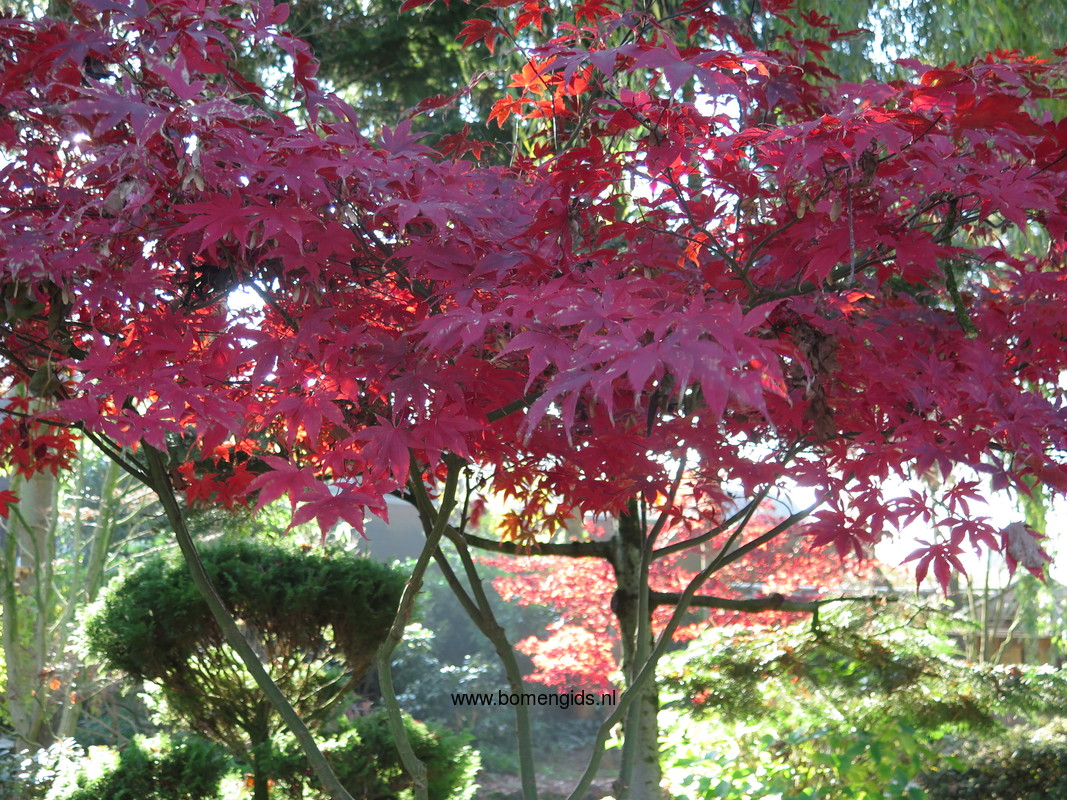 Herken de boomsoort NL: Japanse esdoorn; Latin: Acer palmatum; UK ...