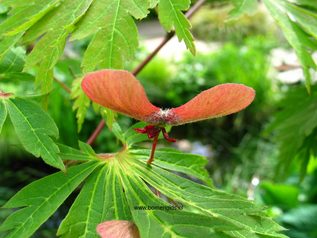 Herken de boomsoort NL: Japanse esdoorn conitifolium; Latin: Acer ...