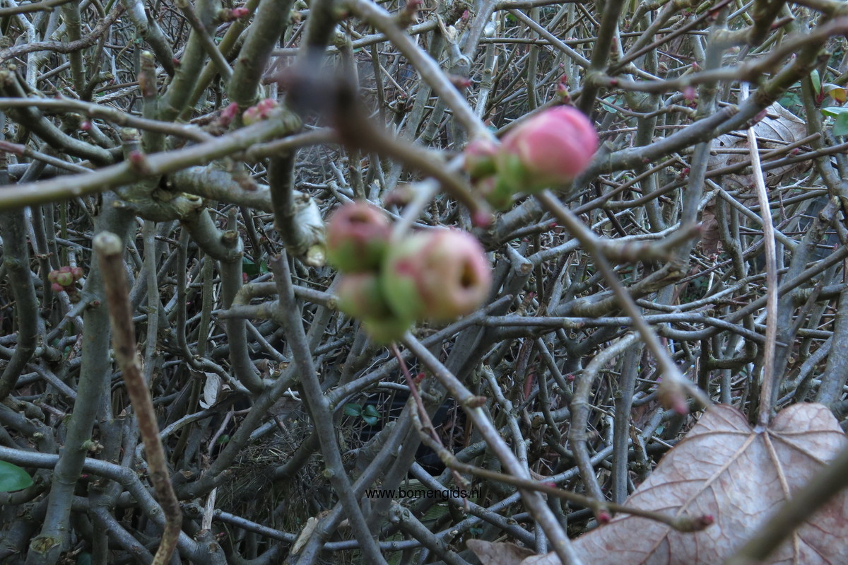 Herken de boomsoort NL: Japanse kwee; Latin: Chaenomeles japonica; UK ...