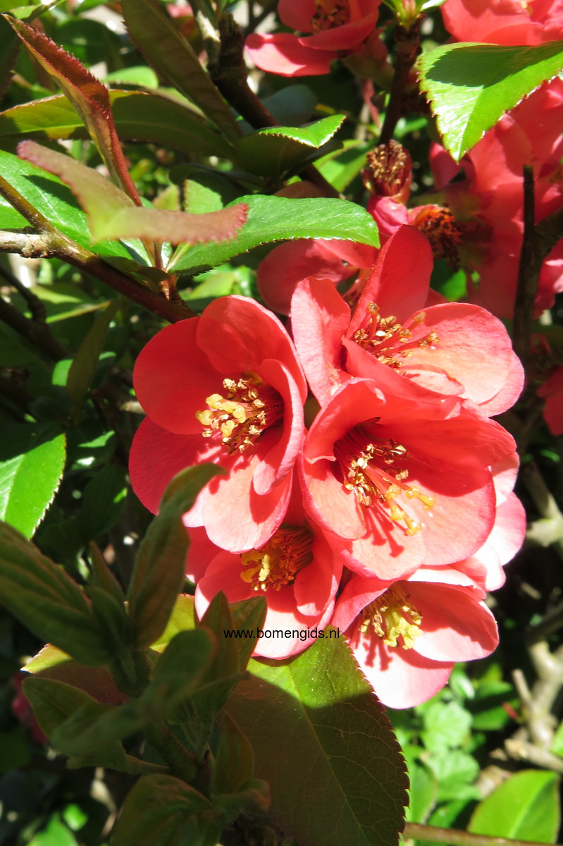 Herken de boomsoort NL: Japanse kwee; Latin: Chaenomeles japonica; UK ...