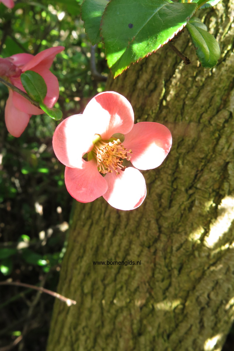 Herken de boomsoort NL: Japanse kwee; Latin: Chaenomeles japonica; UK ...
