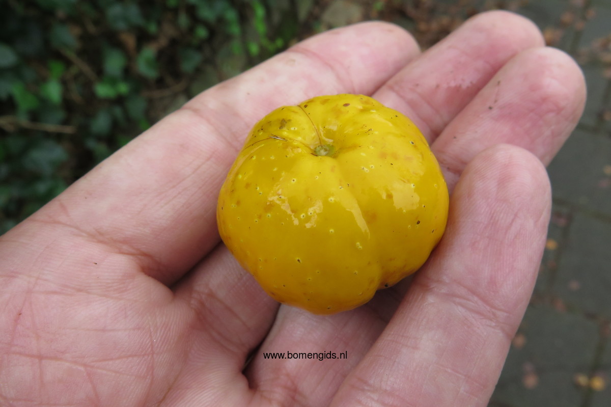 Herken de boomsoort NL: Japanse kwee; Latin: Chaenomeles japonica; UK ...