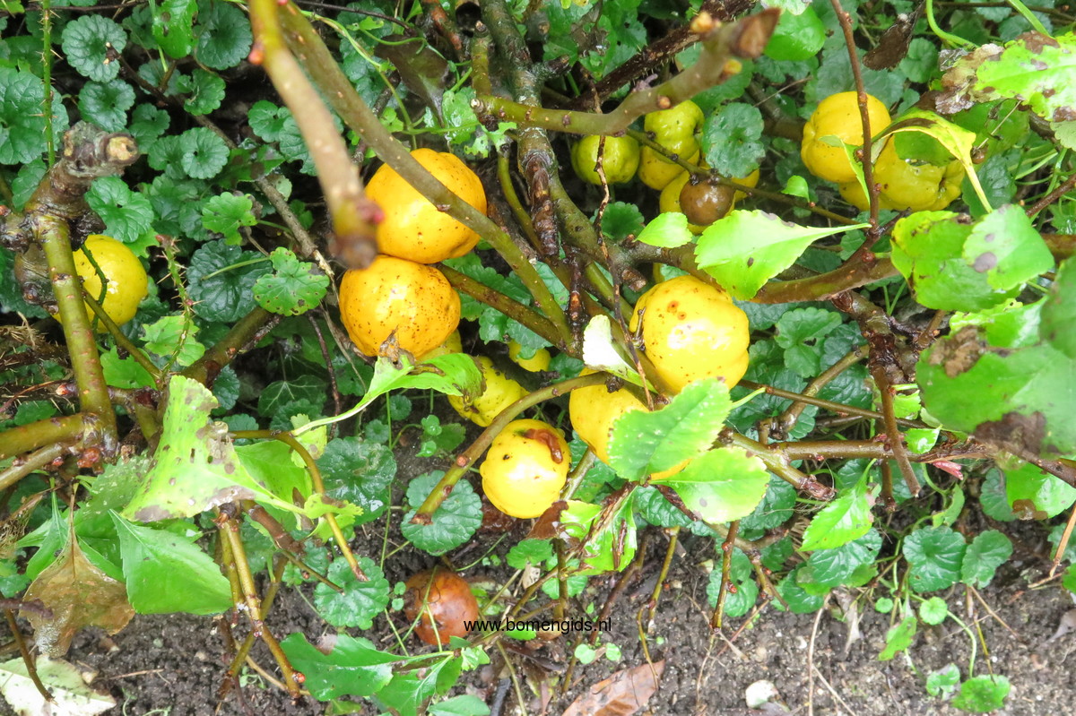 Herken de boomsoort NL: Japanse kwee; Latin: Chaenomeles japonica; UK ...