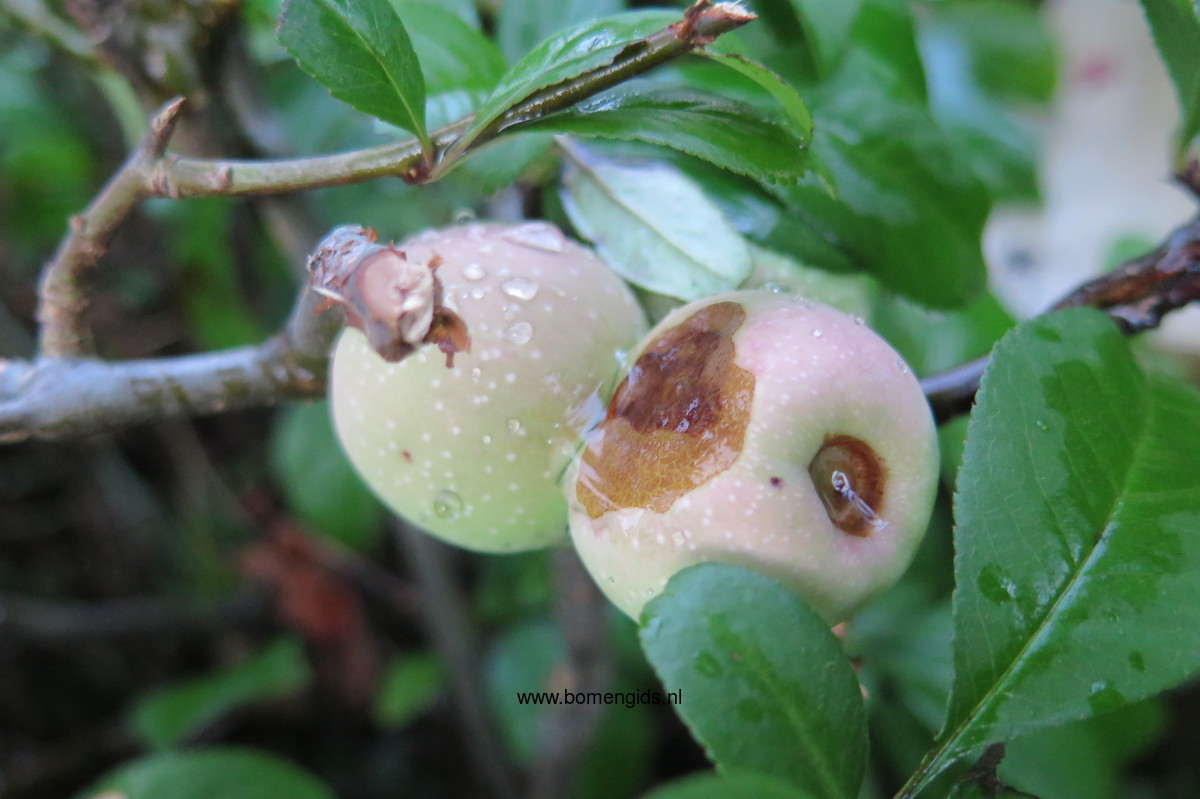 Herken de boomsoort NL: Japanse kwee; Latin: Chaenomeles japonica; UK ...
