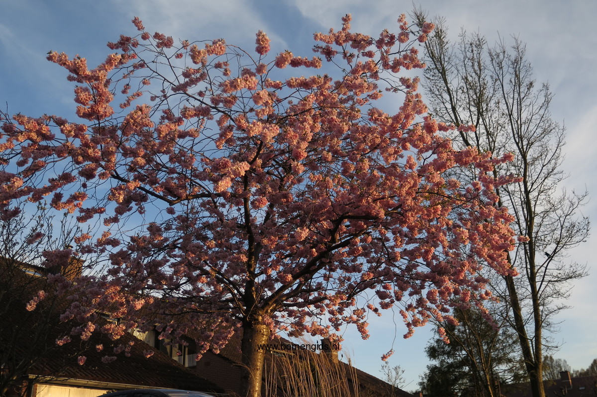 Boomsoorten die horen bij kersfamilie