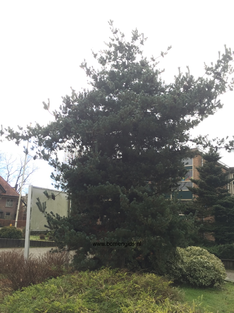 Boomsoorten die horen bij dennen