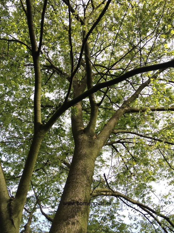 Boomsoorten die horen bij iepfamilie