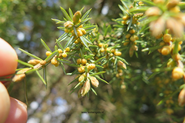 Herken de boomsoort NL: Jeneverbes; Latin: Juniperus communis; UK ...
