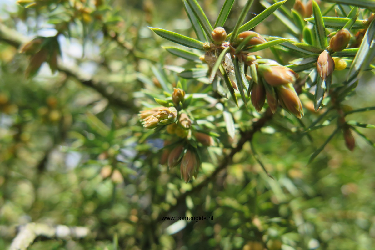 Herken de boomsoort NL: Jeneverbes; Latin: Juniperus communis; UK ...