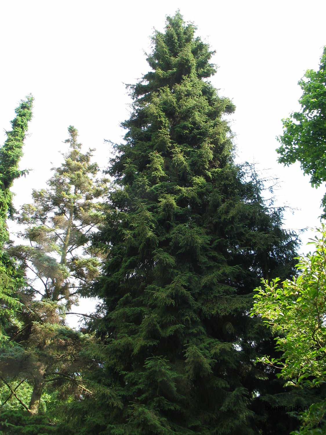 Herken de boomsoort NL: Kaukasische spar; Latin: Picae orientalis; UK ...