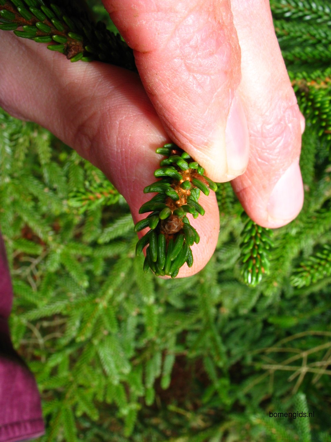 Herken de boomsoort NL: Kaukasische spar; Latin: Picae orientalis; UK ...
