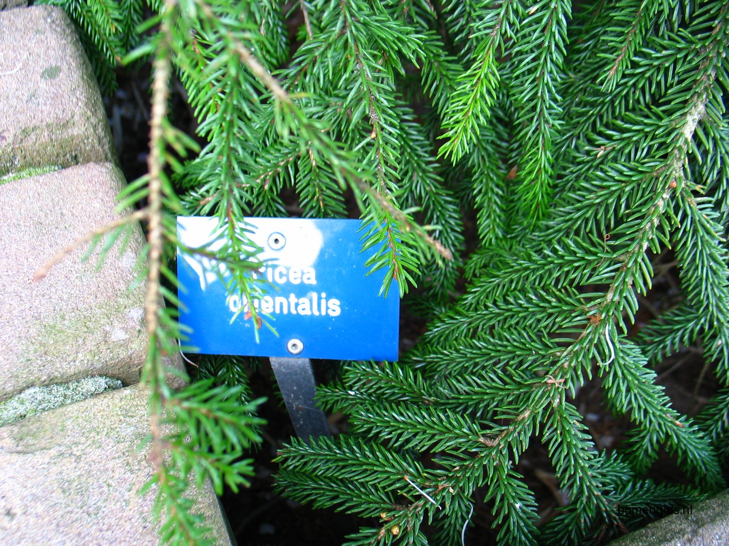Herken de boomsoort NL: Kaukasische spar; Latin: Picae orientalis; UK ...