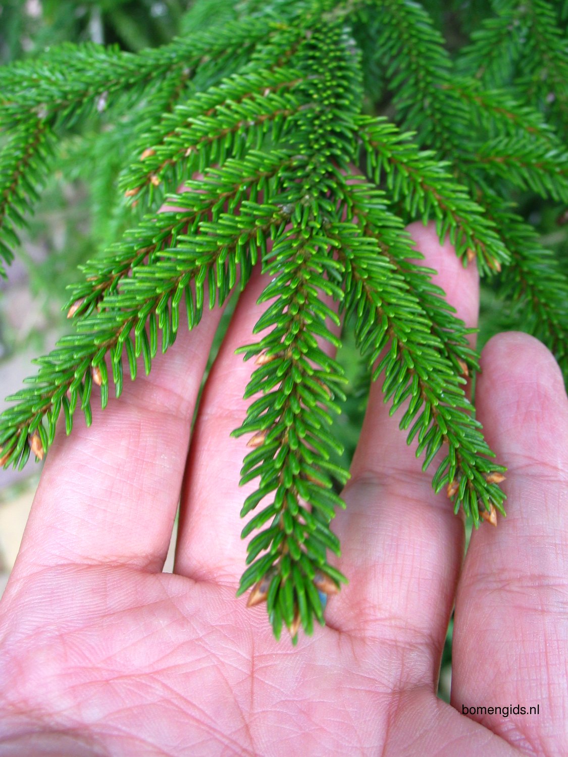 Herken de boomsoort NL: Kaukasische spar; Latin: Picae orientalis; UK ...