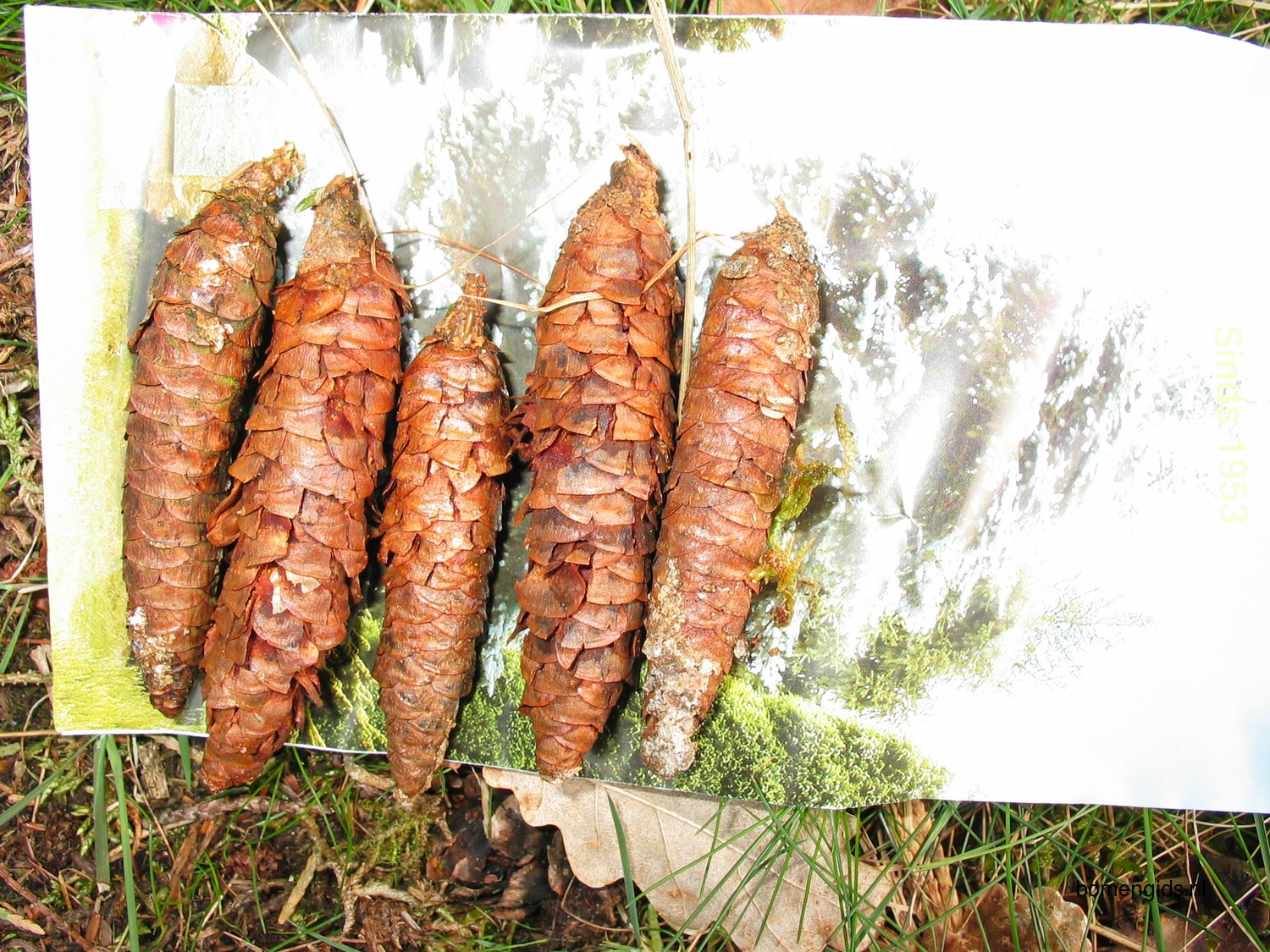 Herken de boomsoort NL: Kaukasische spar; Latin: Picae orientalis; UK ...