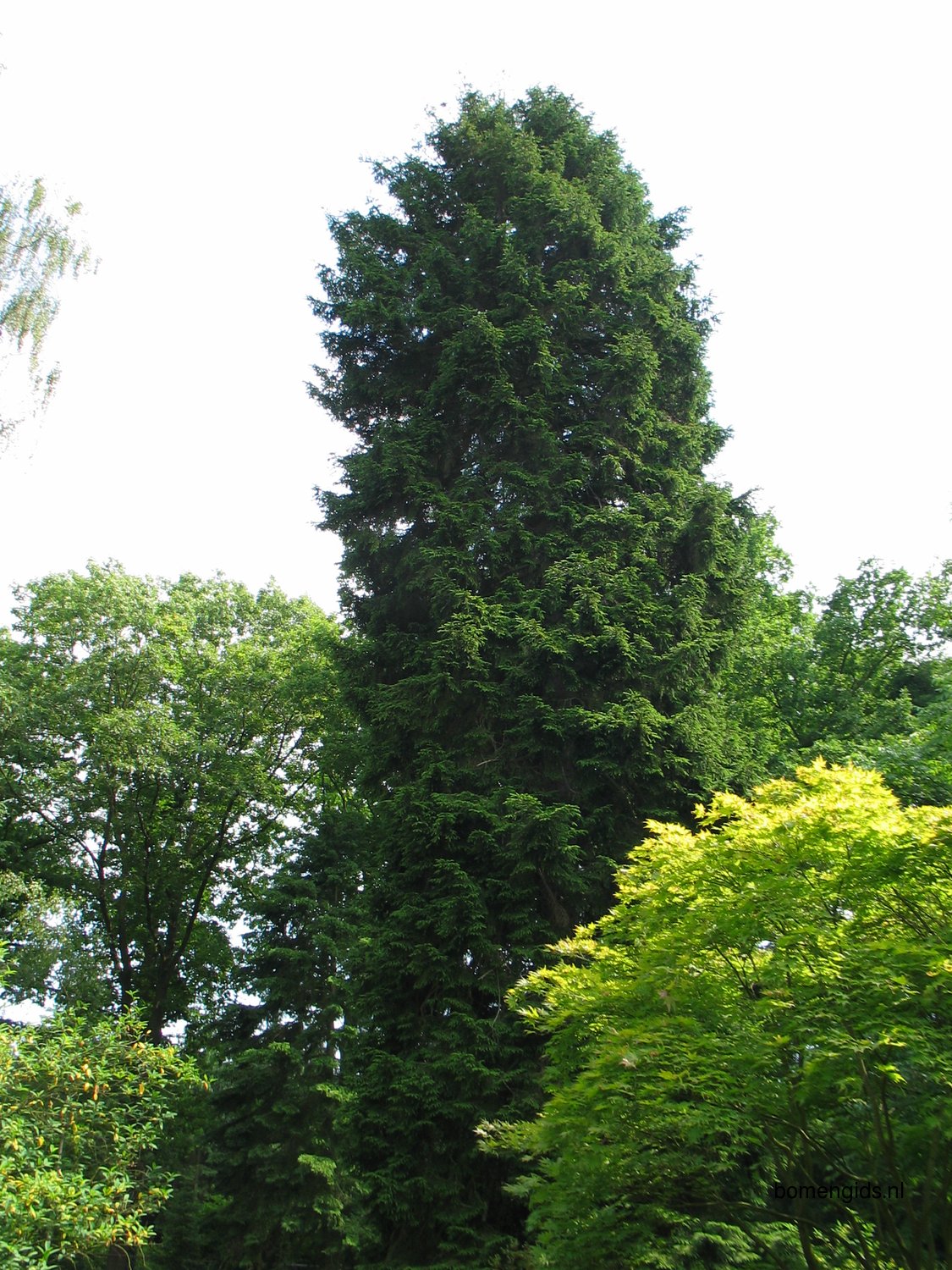 Herken de boomsoort NL: Kaukasische spar; Latin: Picae orientalis; UK ...