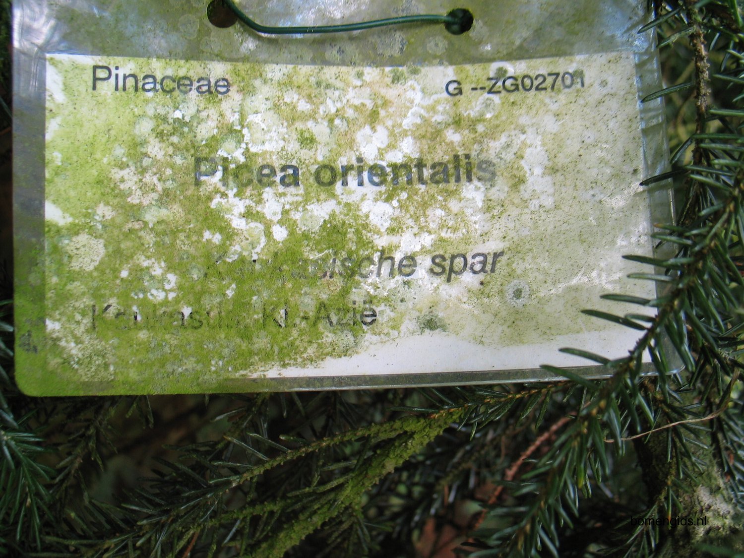 Herken de boomsoort NL: Kaukasische spar; Latin: Picae orientalis; UK ...