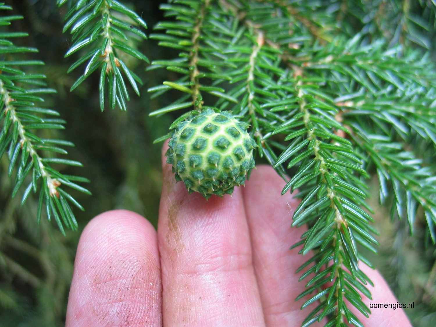 Herken de boomsoort NL: Kaukasische spar; Latin: Picae orientalis; UK ...
