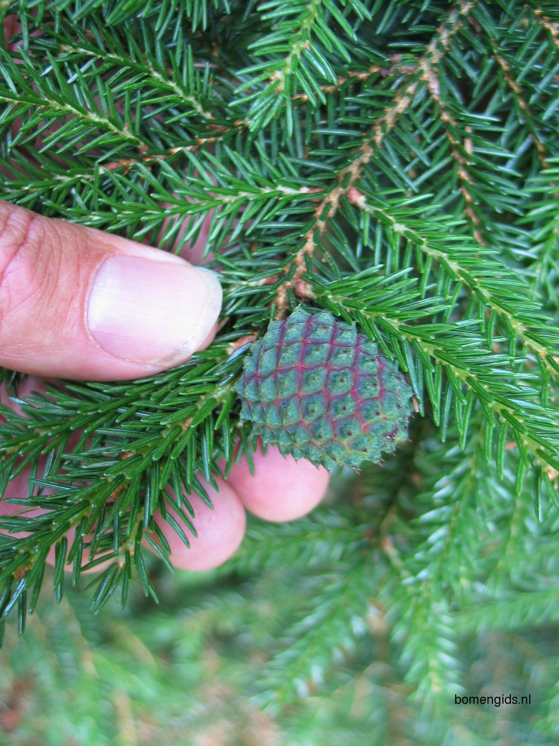 Herken de boomsoort NL: Kaukasische spar; Latin: Picae orientalis; UK ...
