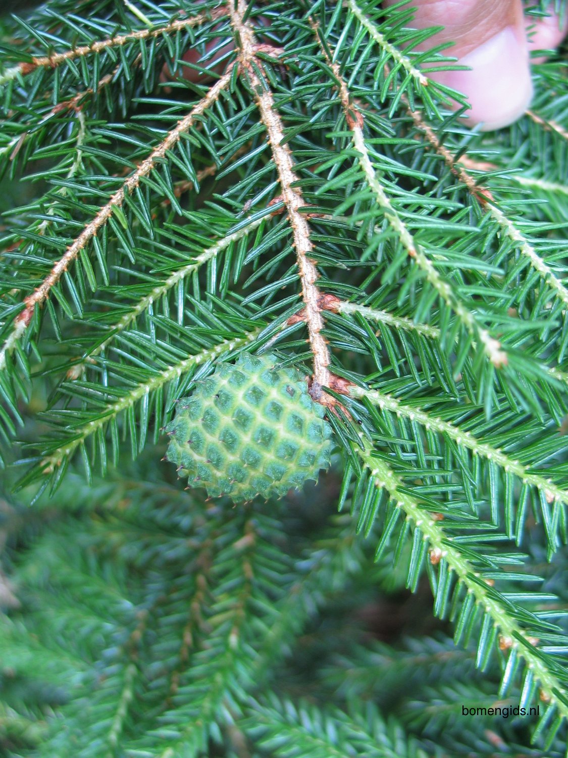 Herken de boomsoort NL: Kaukasische spar; Latin: Picae orientalis; UK ...