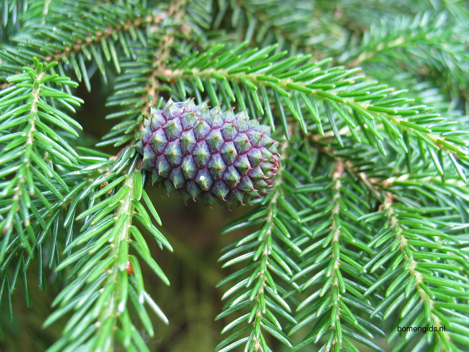 Herken de boomsoort NL: Kaukasische spar; Latin: Picae orientalis; UK ...