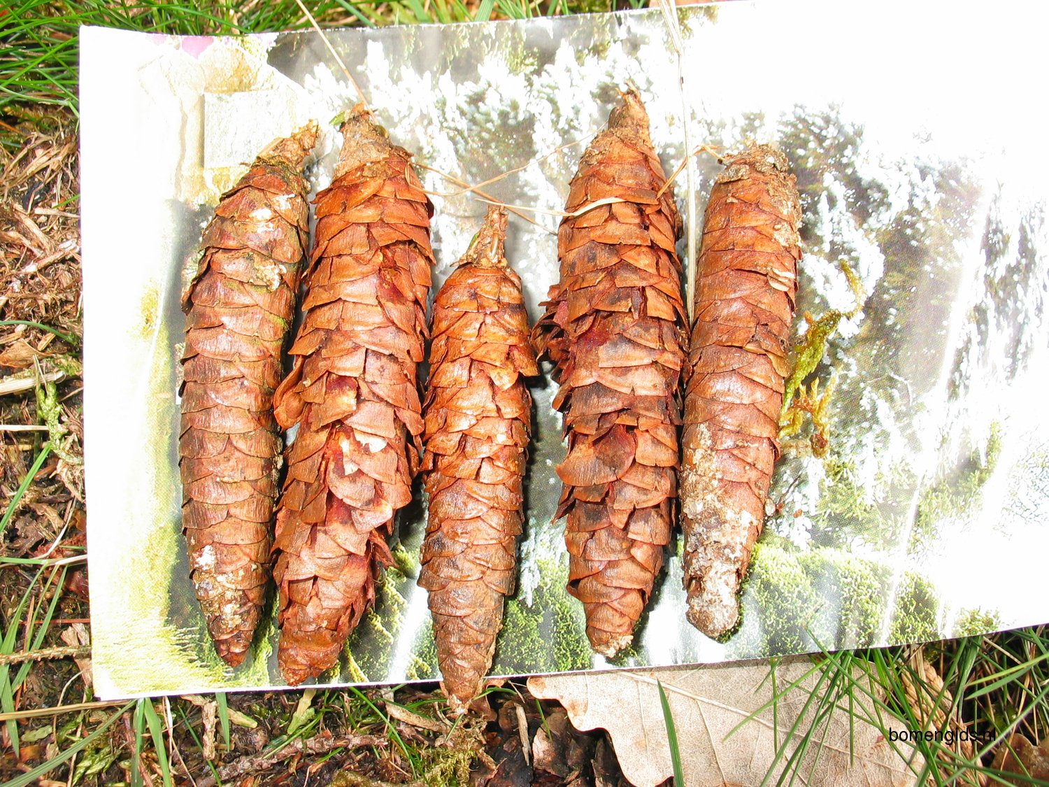 Herken de boomsoort NL: Kaukasische spar; Latin: Picae orientalis; UK ...