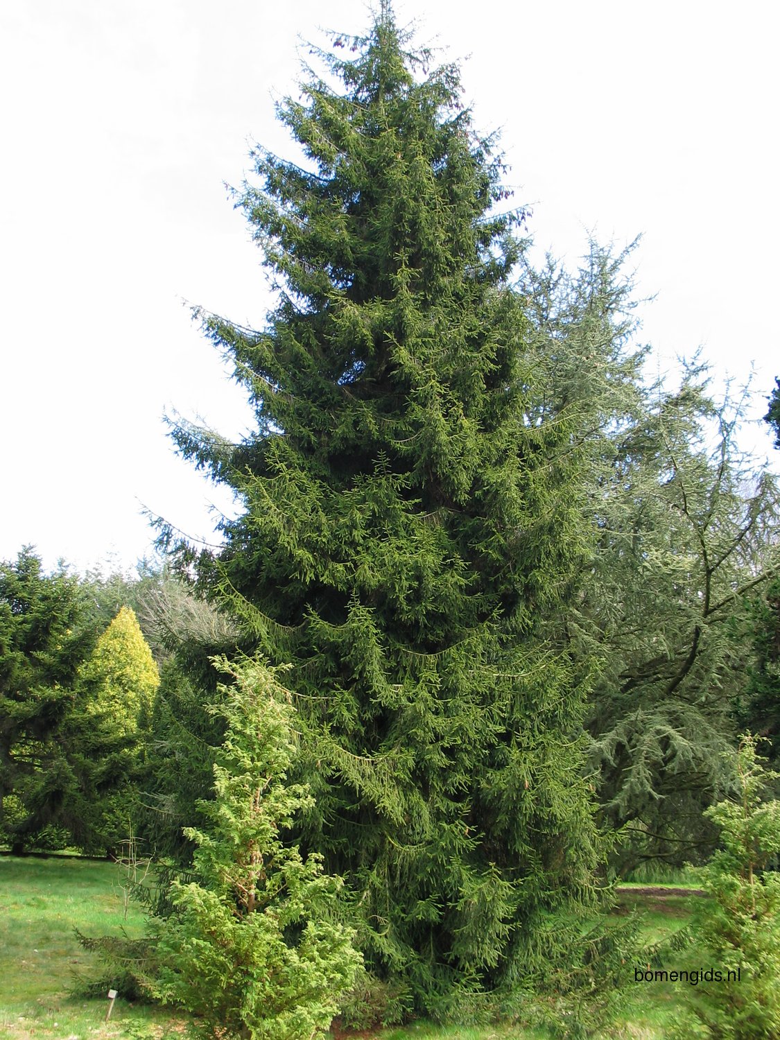 Herken de boomsoort NL: Kaukasische spar; Latin: Picae orientalis; UK ...