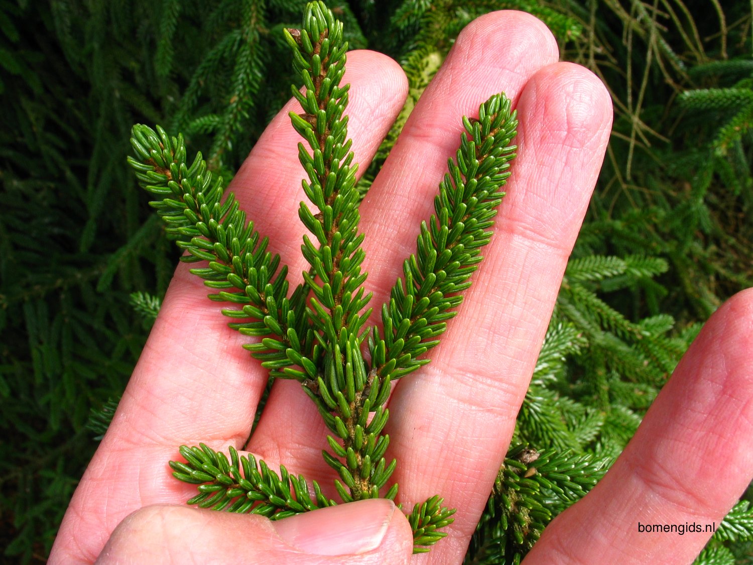 Herken de boomsoort NL: Kaukasische spar; Latin: Picae orientalis; UK ...